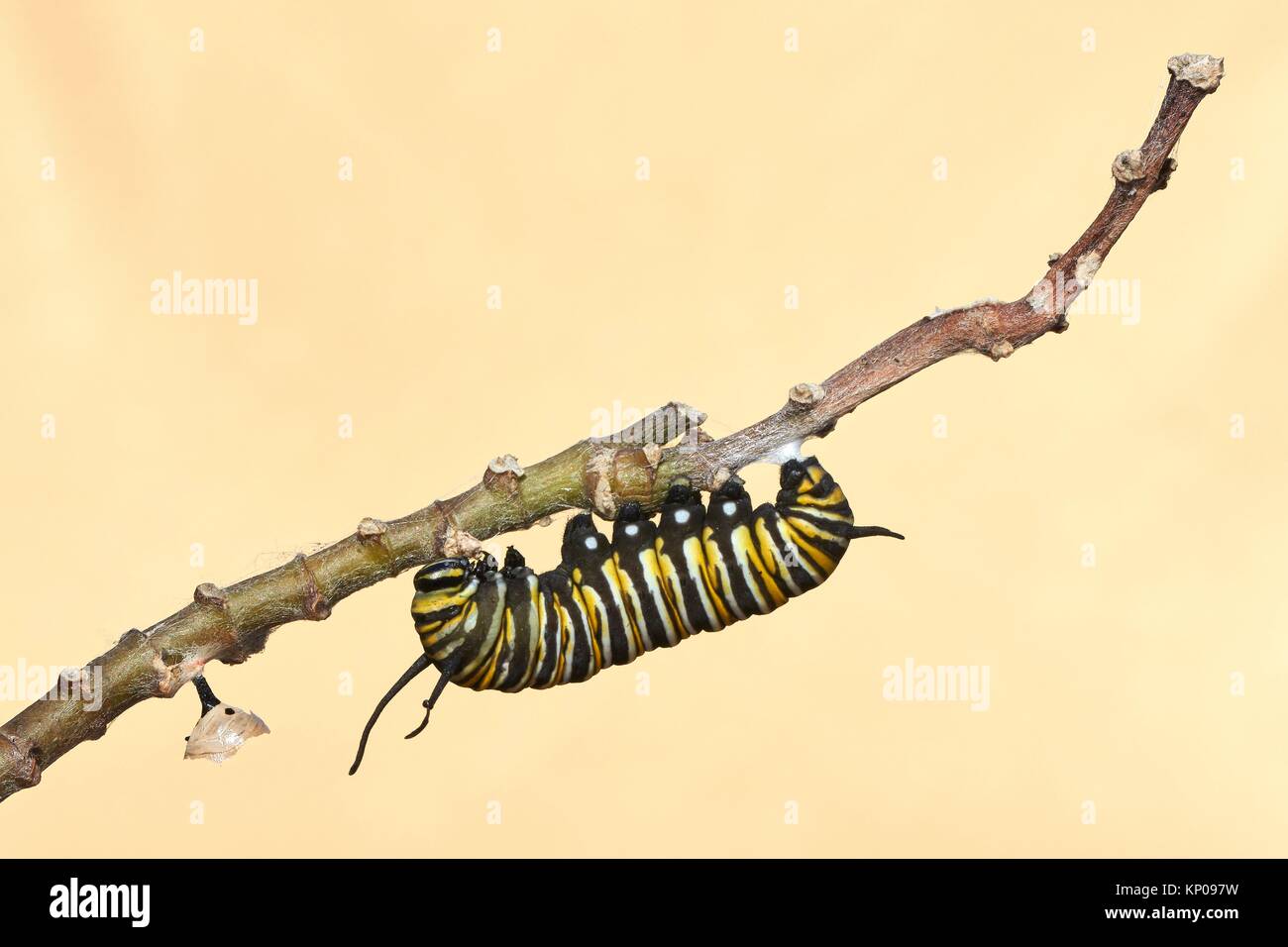 Changing insect hi-res stock photography and images - Alamy