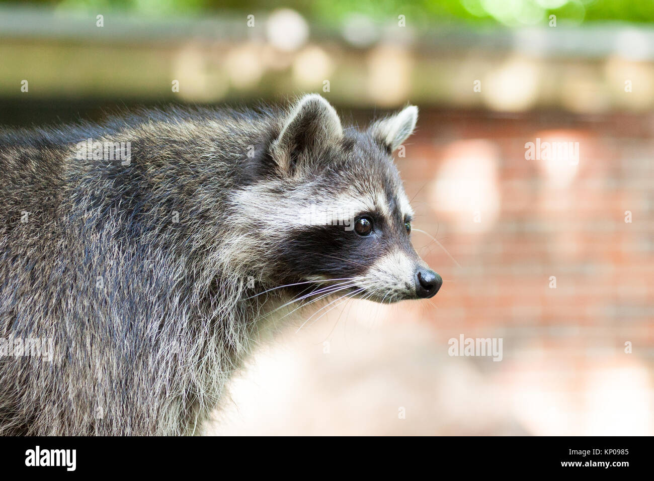 portrait of a racoon in a nature scene Stock Photo - Alamy