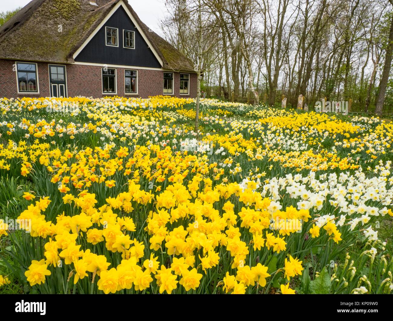 Noord Holland Rural Daffodil House Stock Photo - Alamy