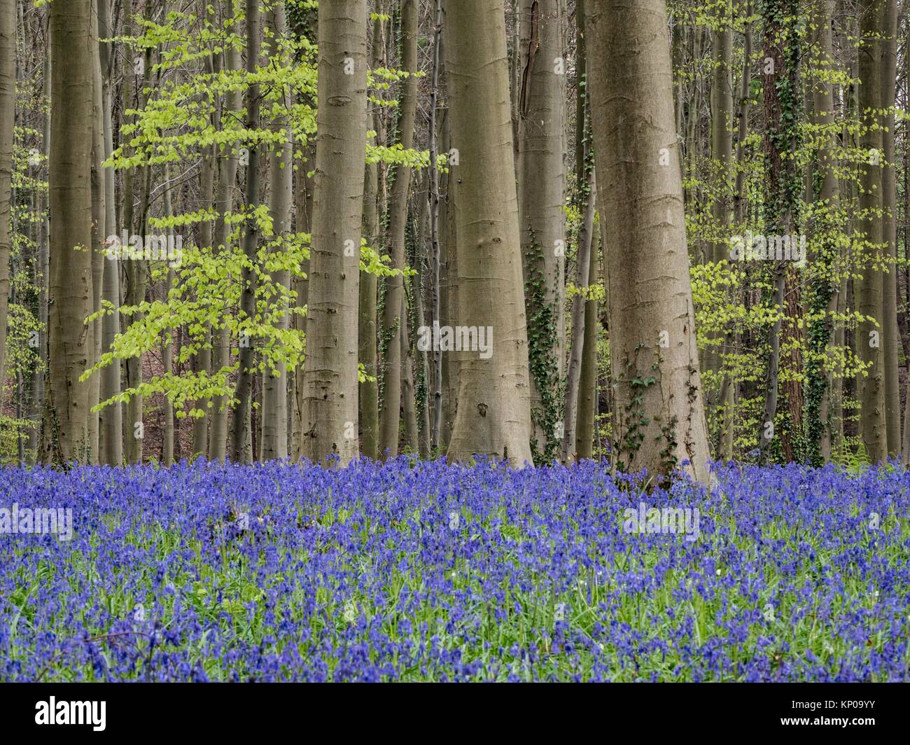 Blue Bell Flower Tree Stock Photos & Blue Bell Flower Tree Stock Images ...
