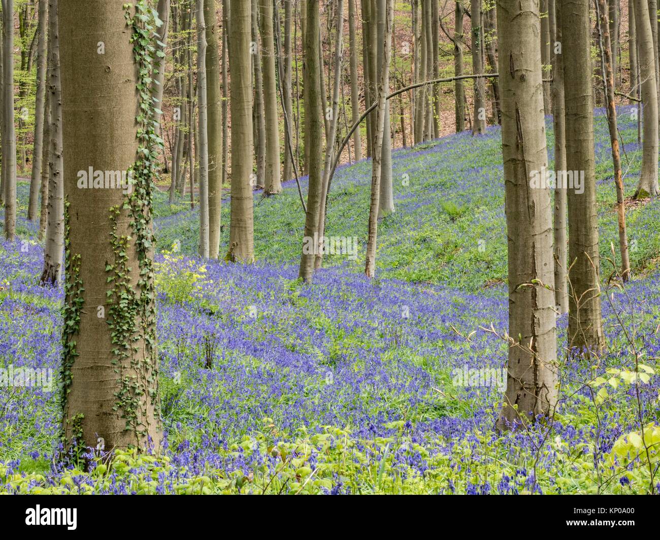 The blue forest hi-res stock photography and images - Alamy