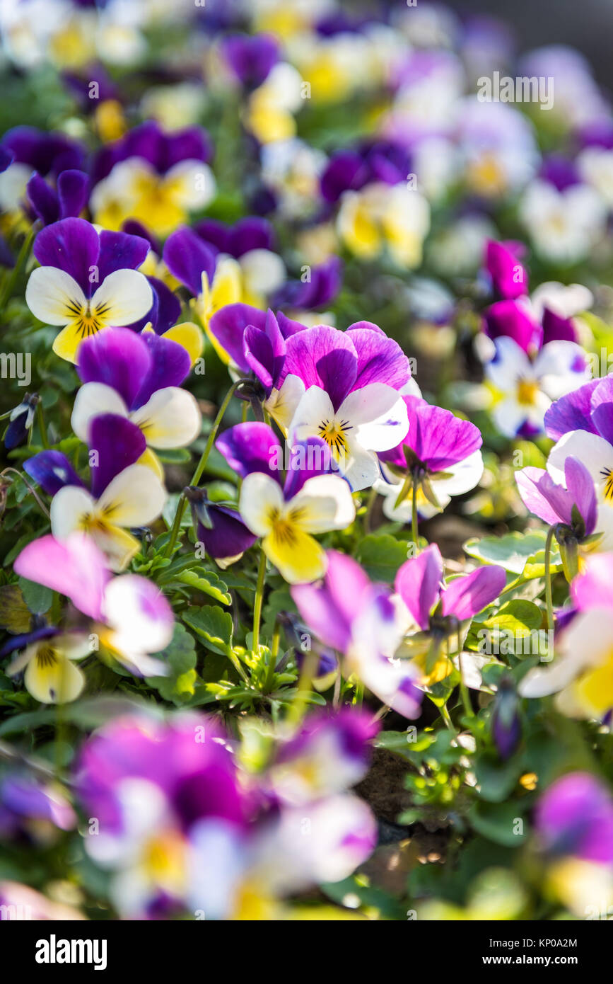 Spring Weather Arrives in city of China Stock Photo - Alamy