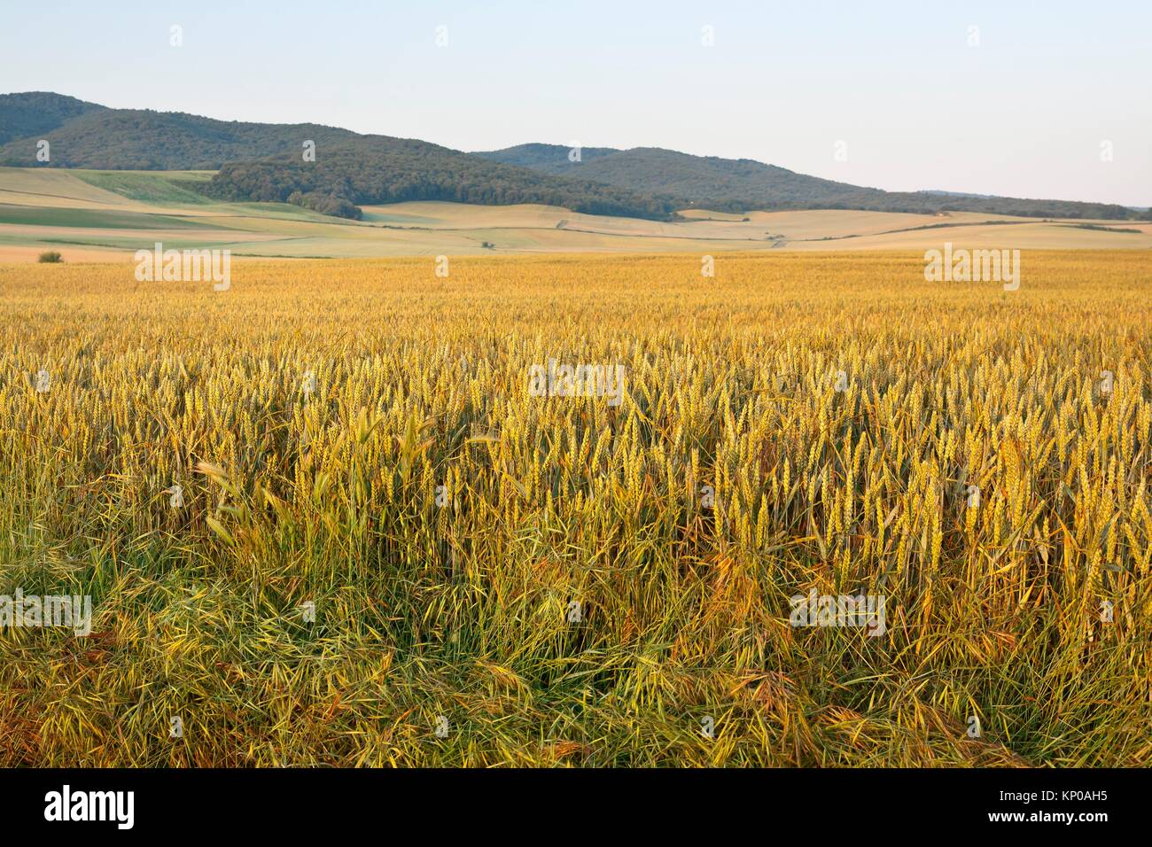 World of wheat hi-res stock photography and images - Alamy
