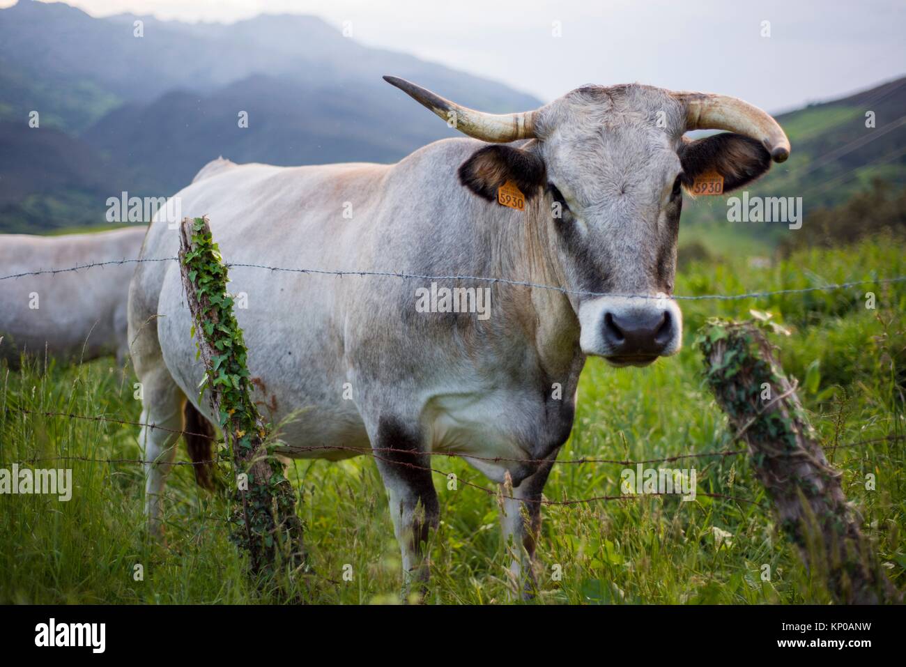 Entorno de campo rural hi-res stock photography and images - Alamy