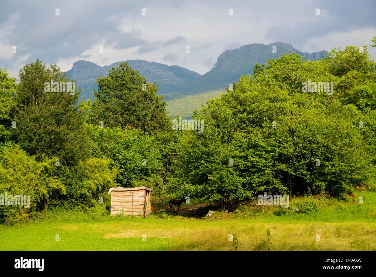 La biodiversidad hi-res stock photography and images - Alamy