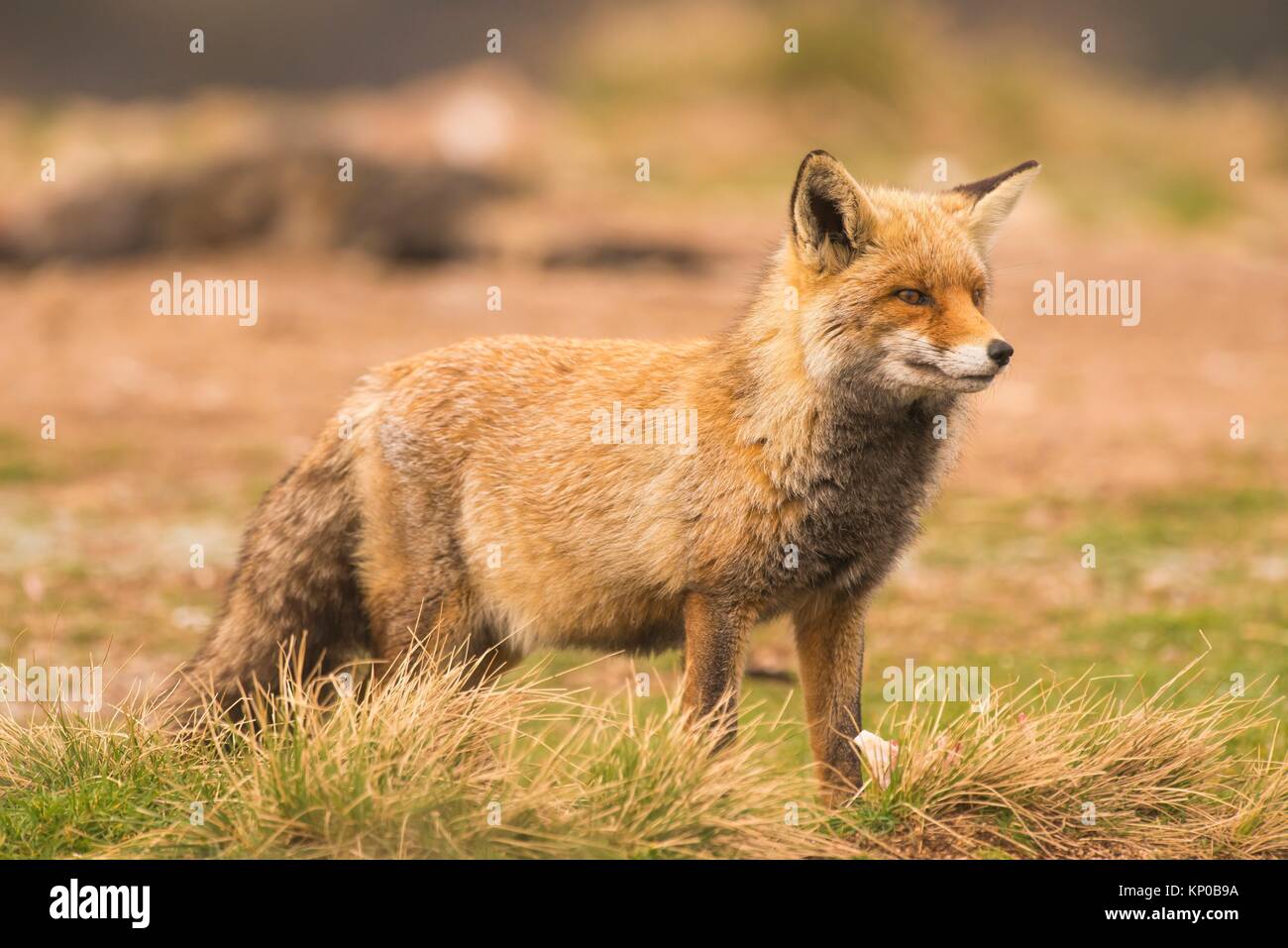 Pregnant Red Fox