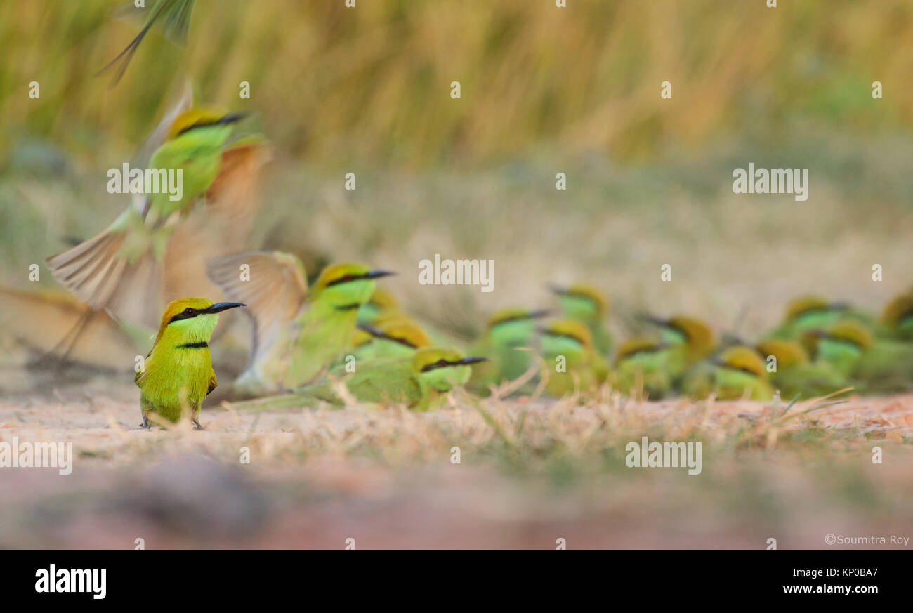 dust bathing of green bee eaters,chanpara,india Stock Photo - Alamy