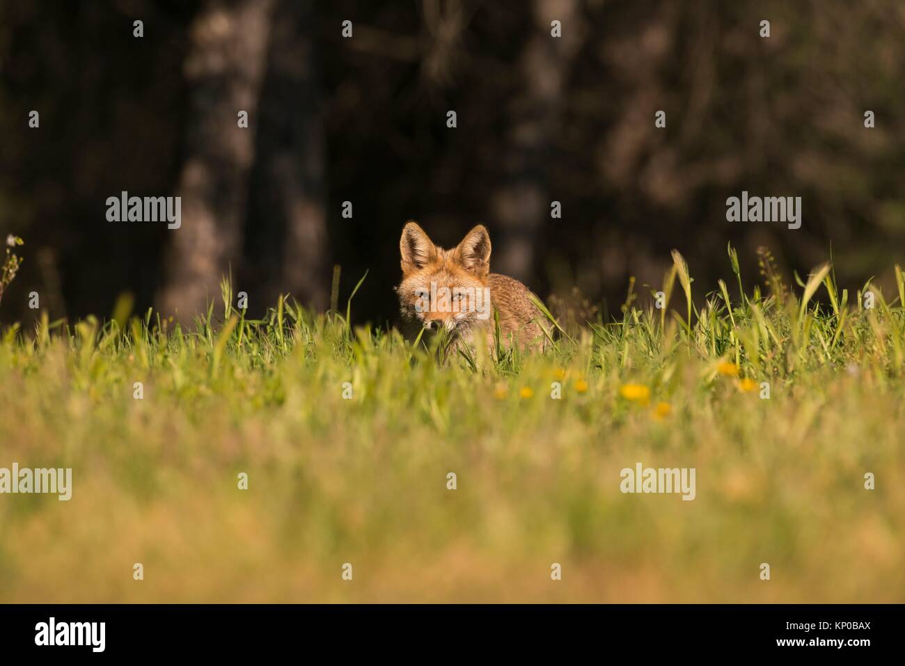 Business man with fox head hi-res stock photography and images - Alamy