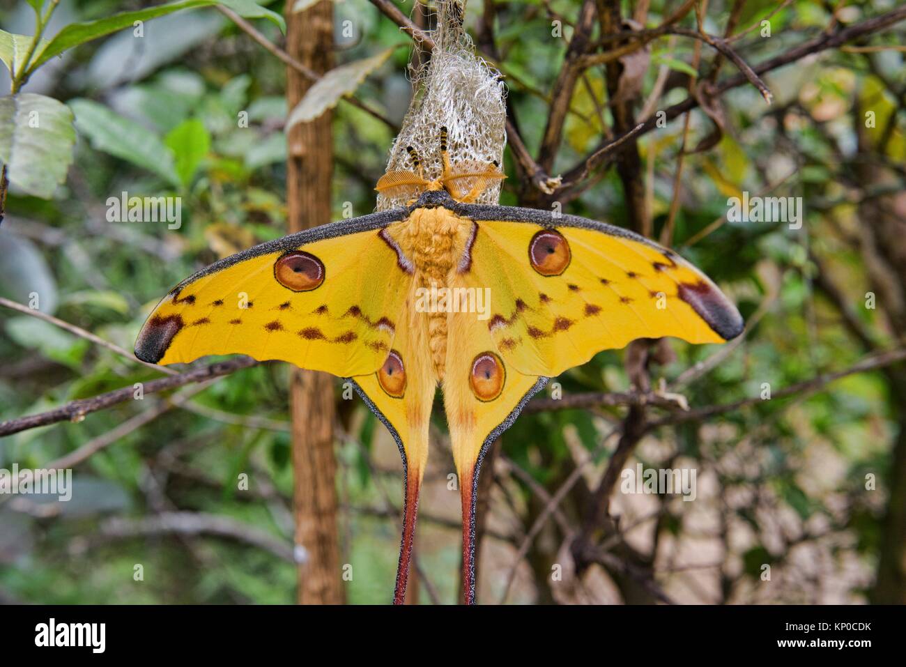 Giant comet moth (Argema mittrei), Andasibe-Mantadia National Park ...