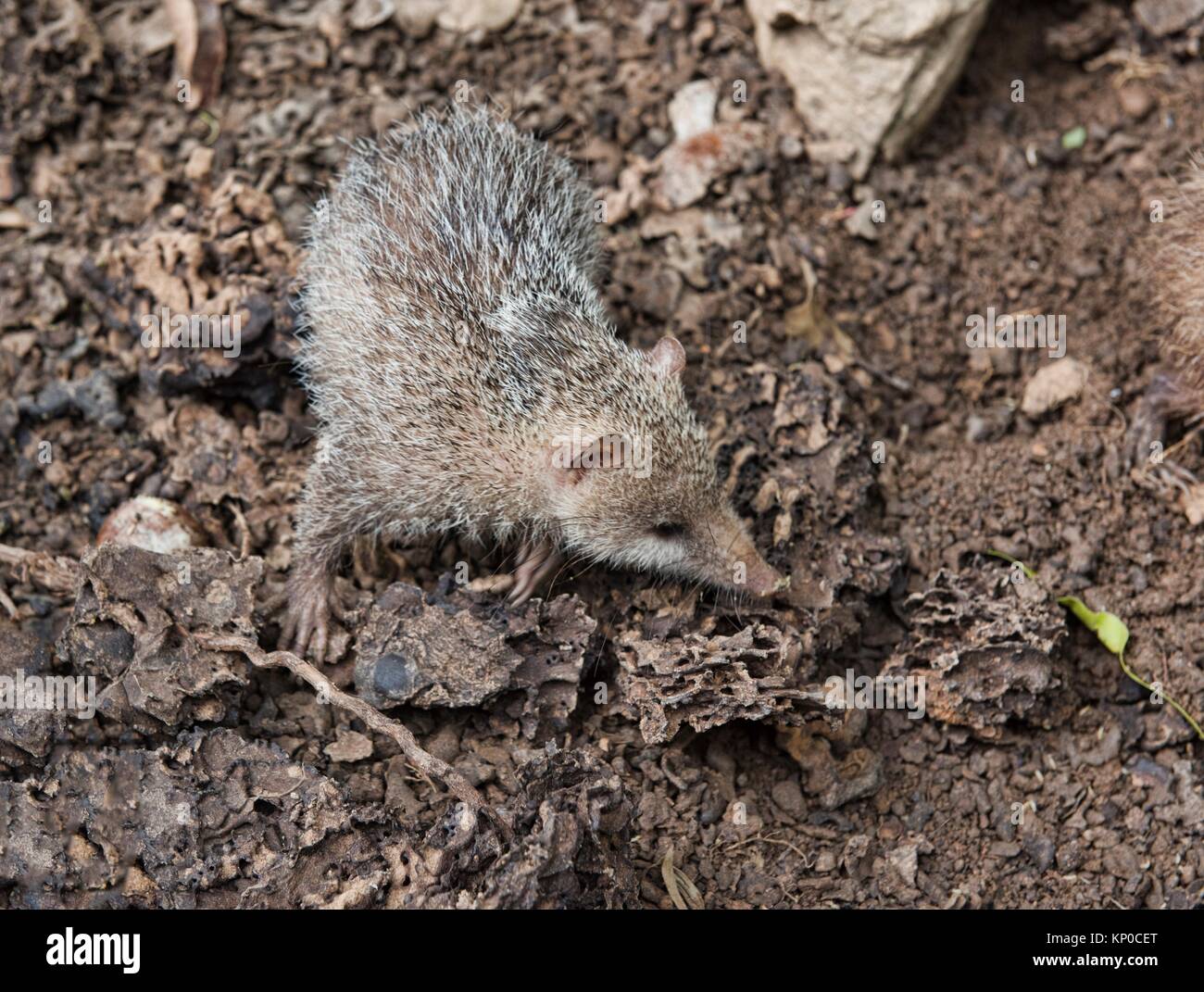Tail less tenrec hi-res stock photography and images - Alamy