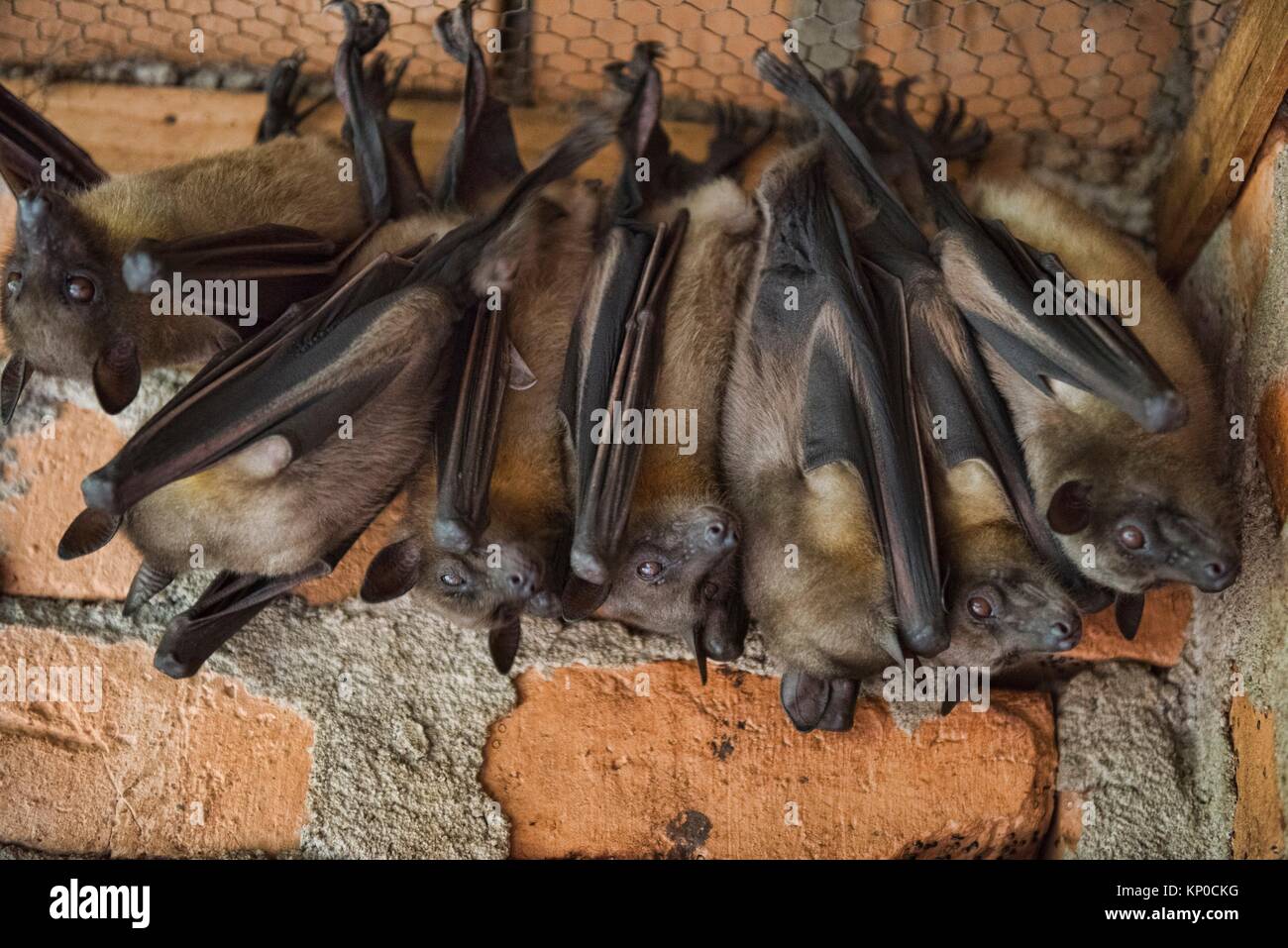 Madagascar Fruit Bat Stock Photos & Madagascar Fruit Bat Stock Images ...