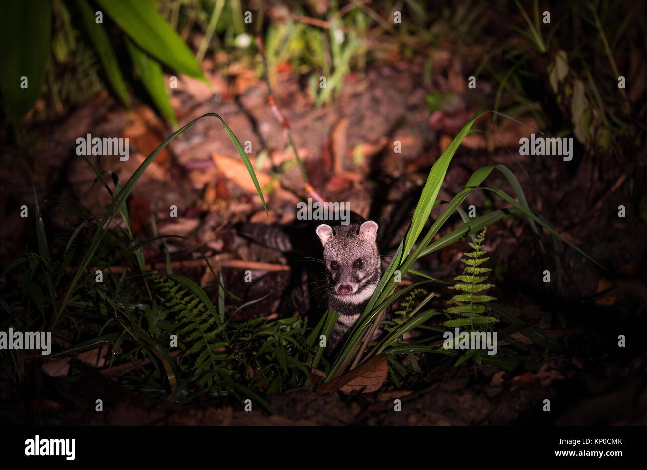 Palm civet in Borneo Stock Photo - Alamy