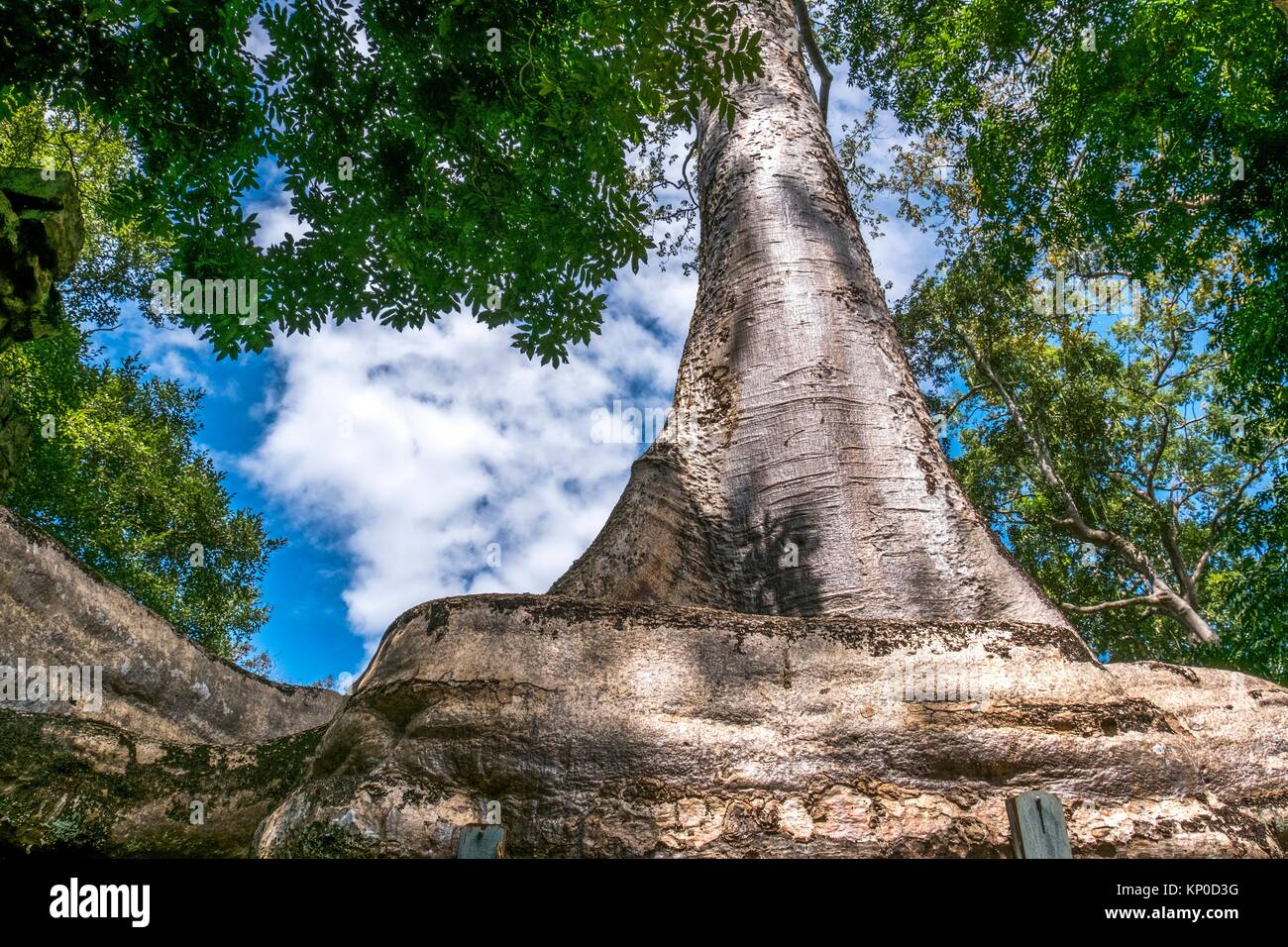 Angkor Temples Complex - tree growing out of the ruins of the the Ta ...