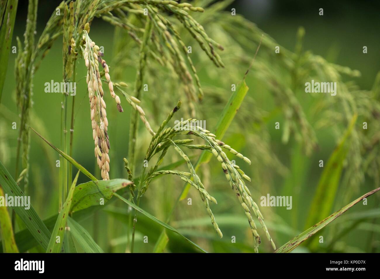 Ripe Paddy Field High Resolution Stock Photography and Images - Alamy