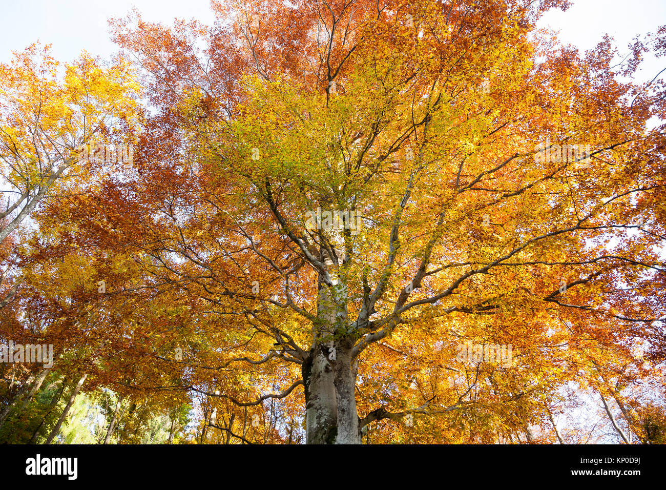 Trees in autumn season background. Beauty in nature. Autumn lansdscape ...