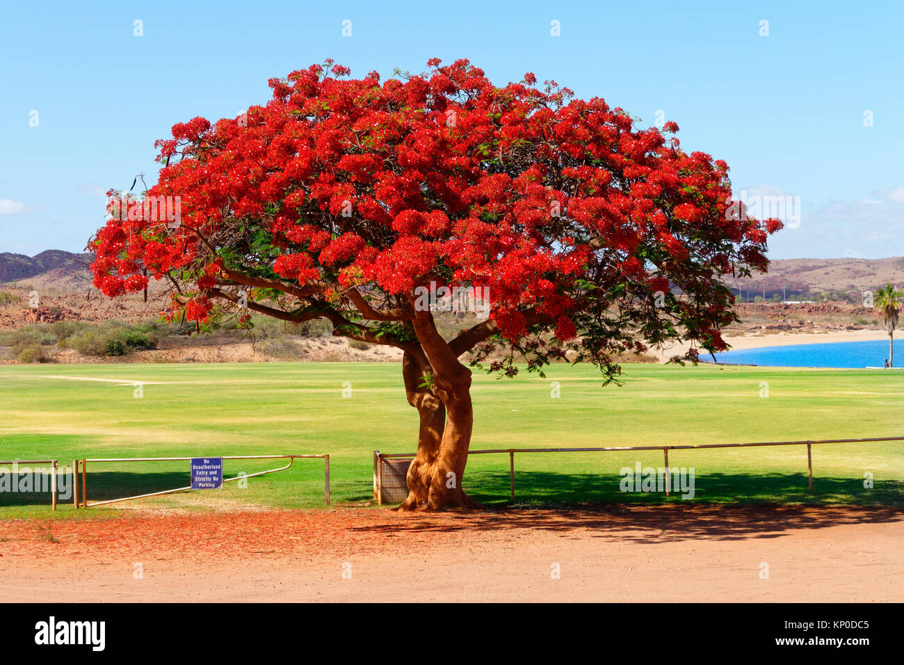 Red gum tree hi-res stock photography and images - Alamy
