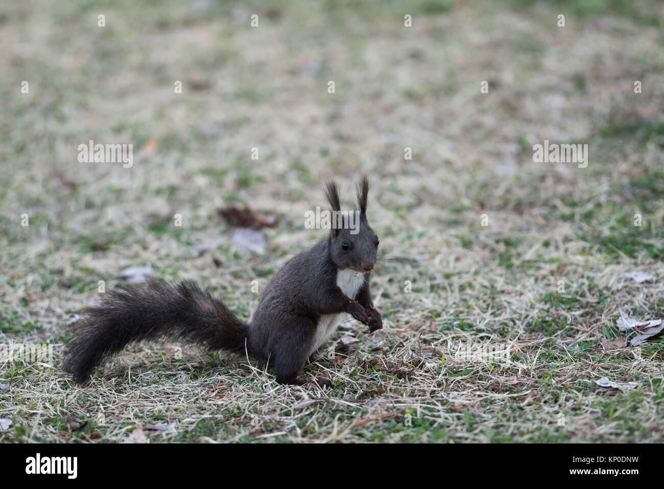 Black squirrel profile hi-res stock photography and images - Alamy
