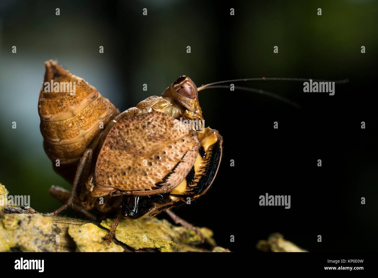 Boxer Mantis High Resolution Stock Photography and Images - Alamy