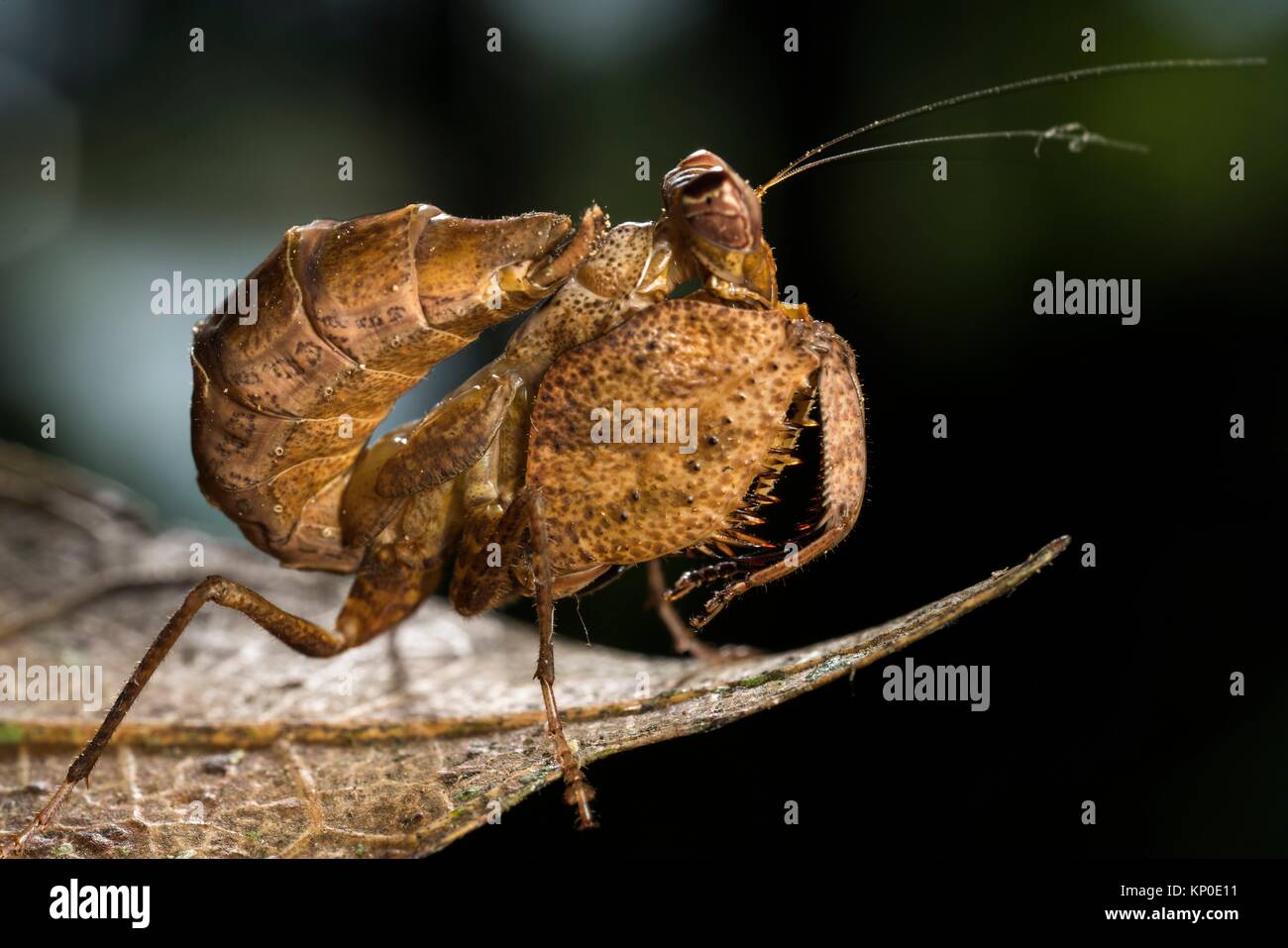 Boxer Mantis High Resolution Stock Photography and Images - Alamy