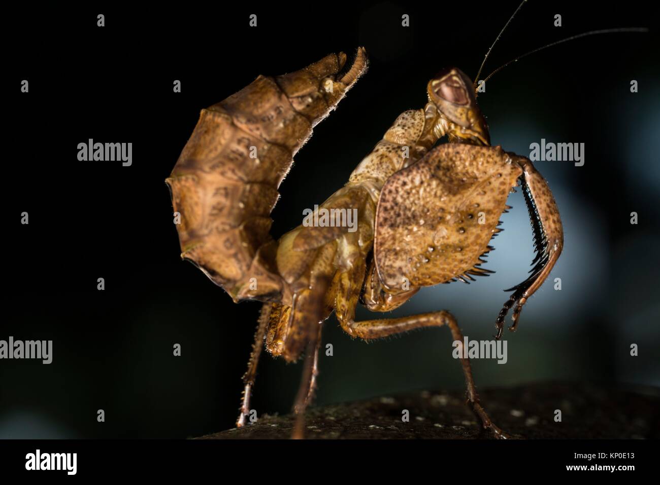 Boxer Mantis High Resolution Stock Photography and Images - Alamy
