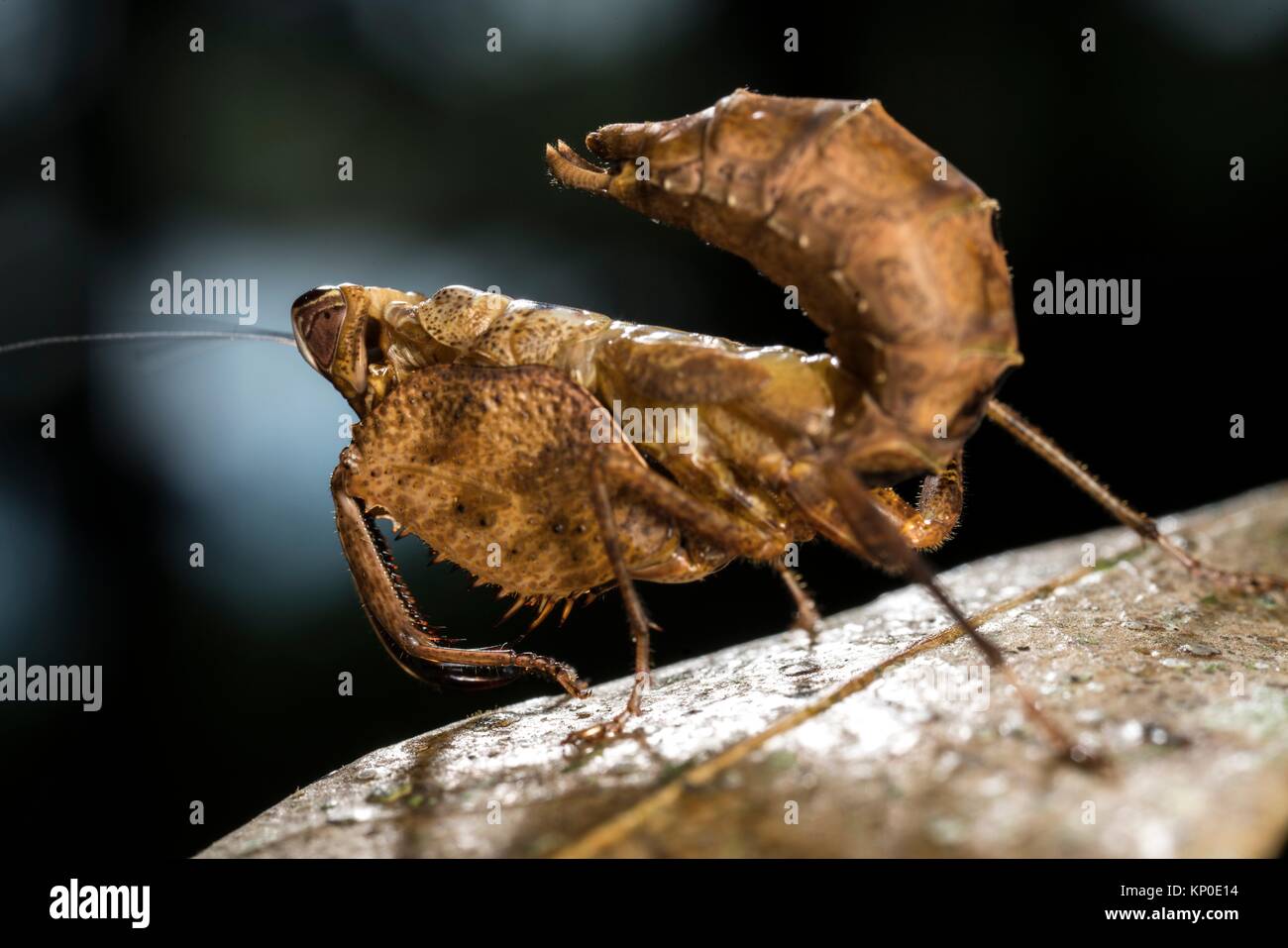 Boxer Mantis High Resolution Stock Photography and Images - Alamy