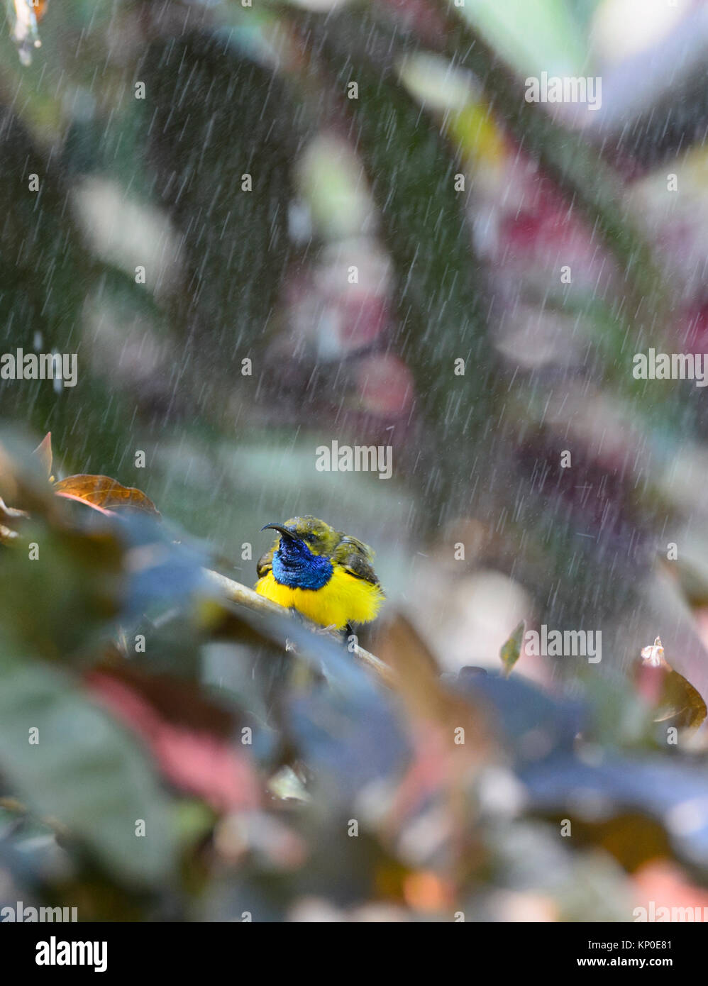 Male Yellow-bellied Sunbird or Olive-backed Sunbird (Nectarinia ...