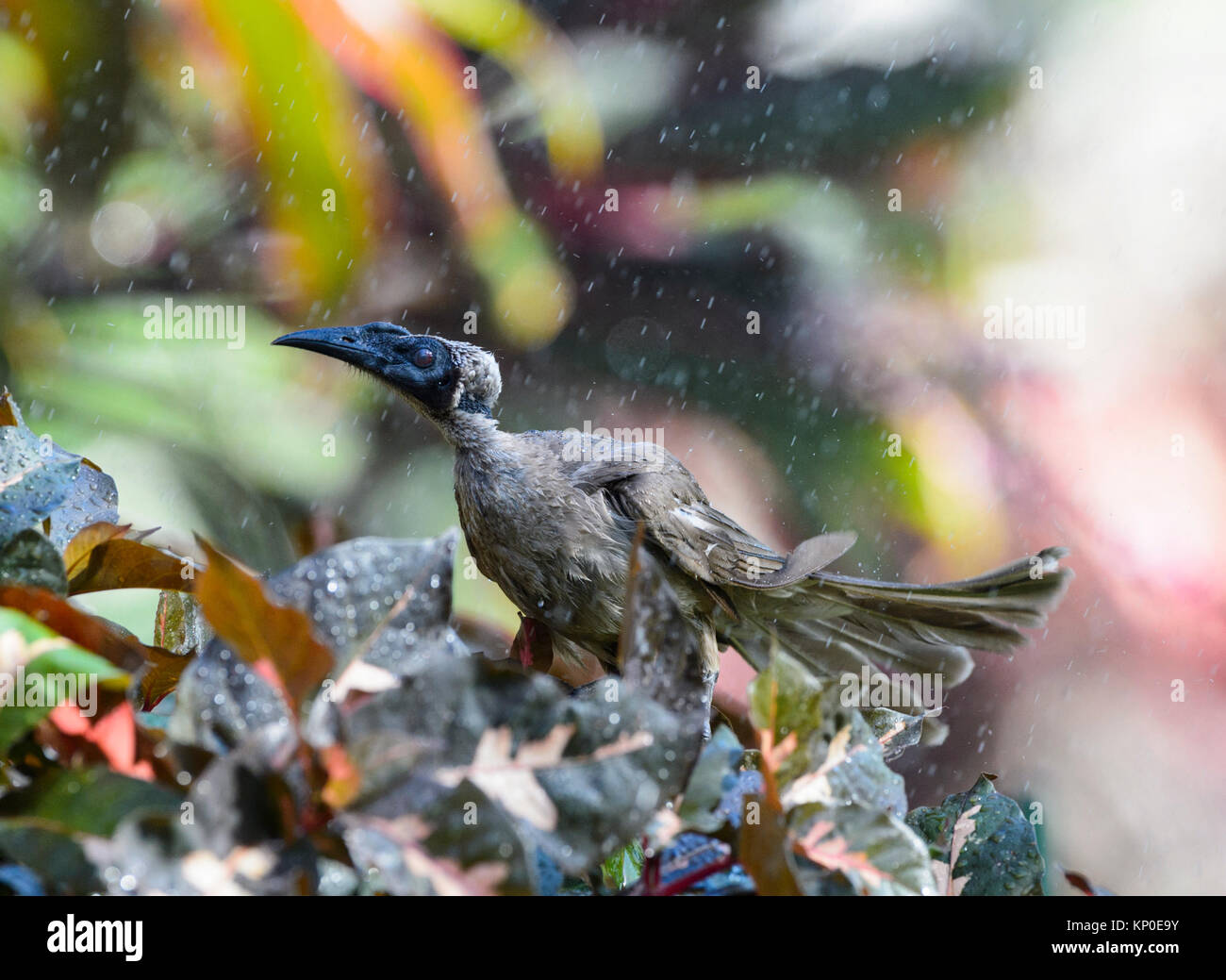 Helmeted Friarbird (Philemon buceroides, Queensland Race) bathing, Far ...
