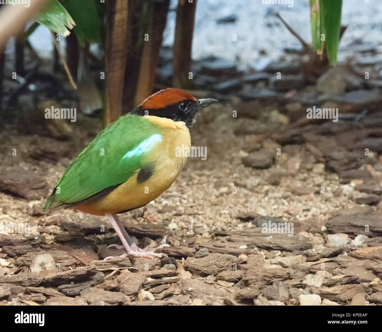 Australian bird nature hi-res stock photography and images - Alamy