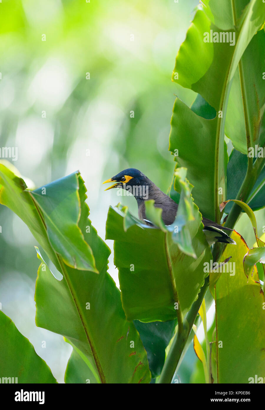 Common Myna (Acridotheres tristis), Far North Queensland; Australia ...