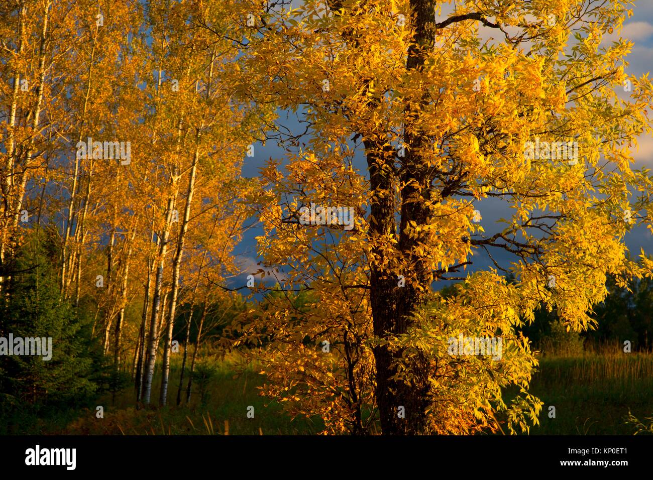Ash river hi-res stock photography and images - Alamy