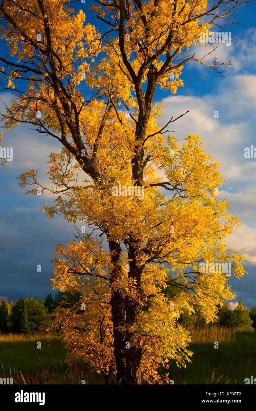 Ash river hi-res stock photography and images - Alamy