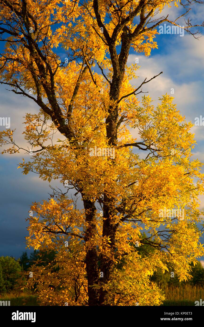Ash river hi-res stock photography and images - Alamy