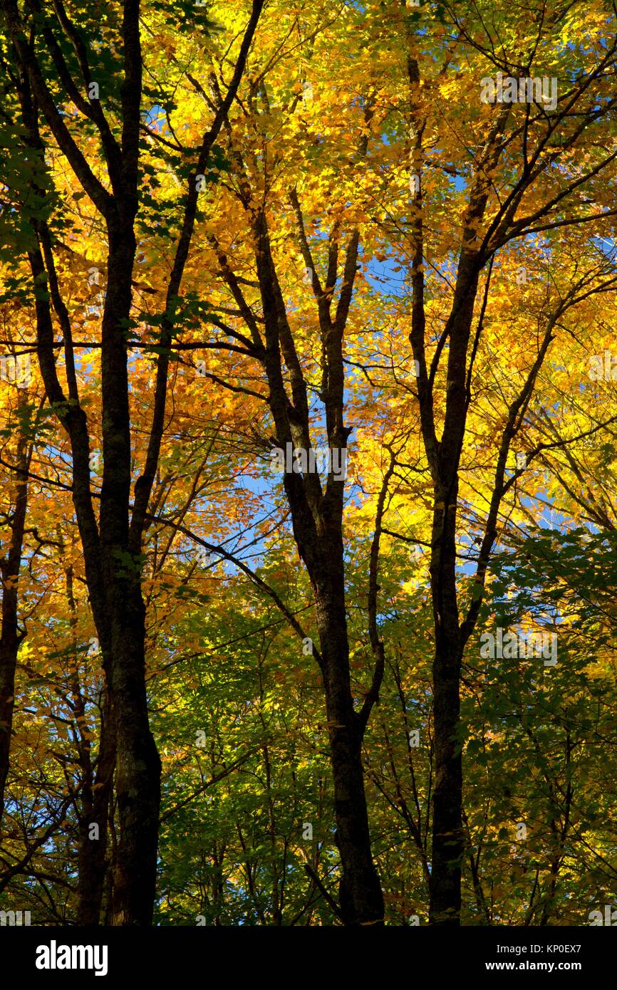 Wisconsin nicolet trail hi-res stock photography and images - Alamy
