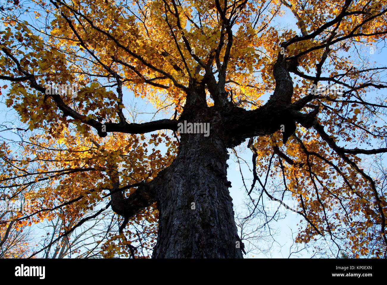 Forest trail with tree canopy hi-res stock photography and images - Alamy