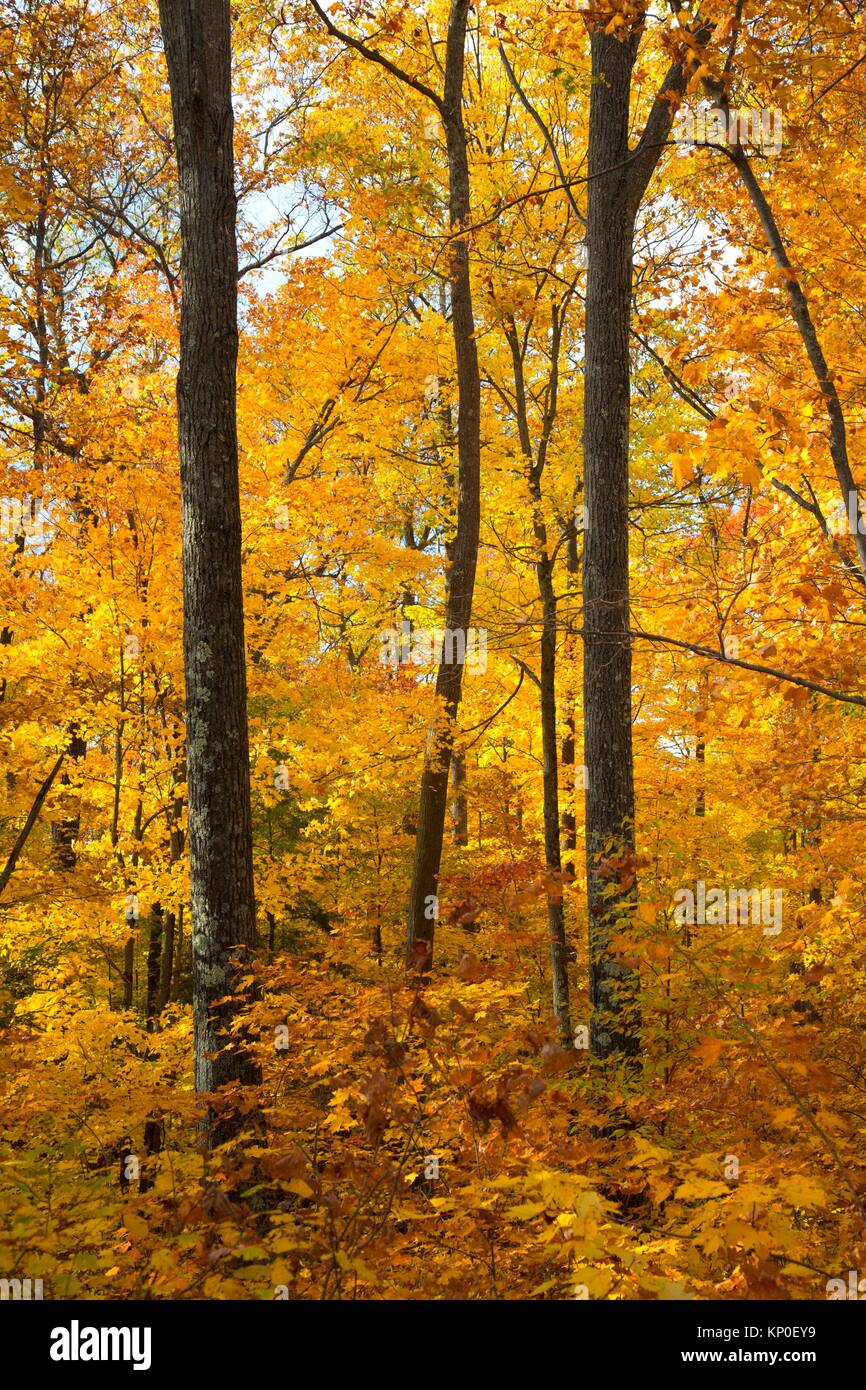 American Legion State Forest High Resolution Stock Photography and ...