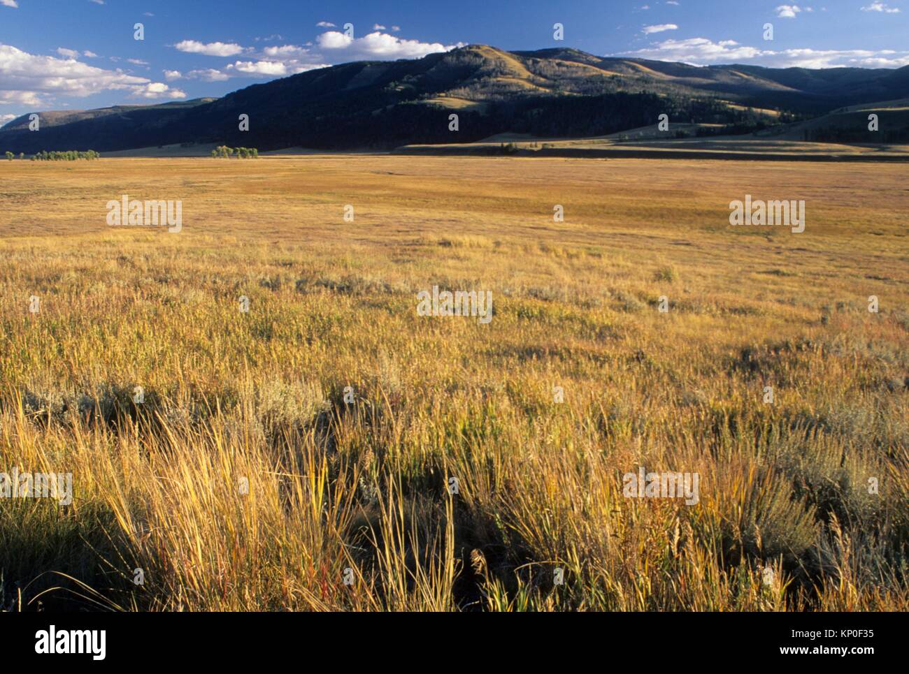 Specimen ridge hi-res stock photography and images - Alamy