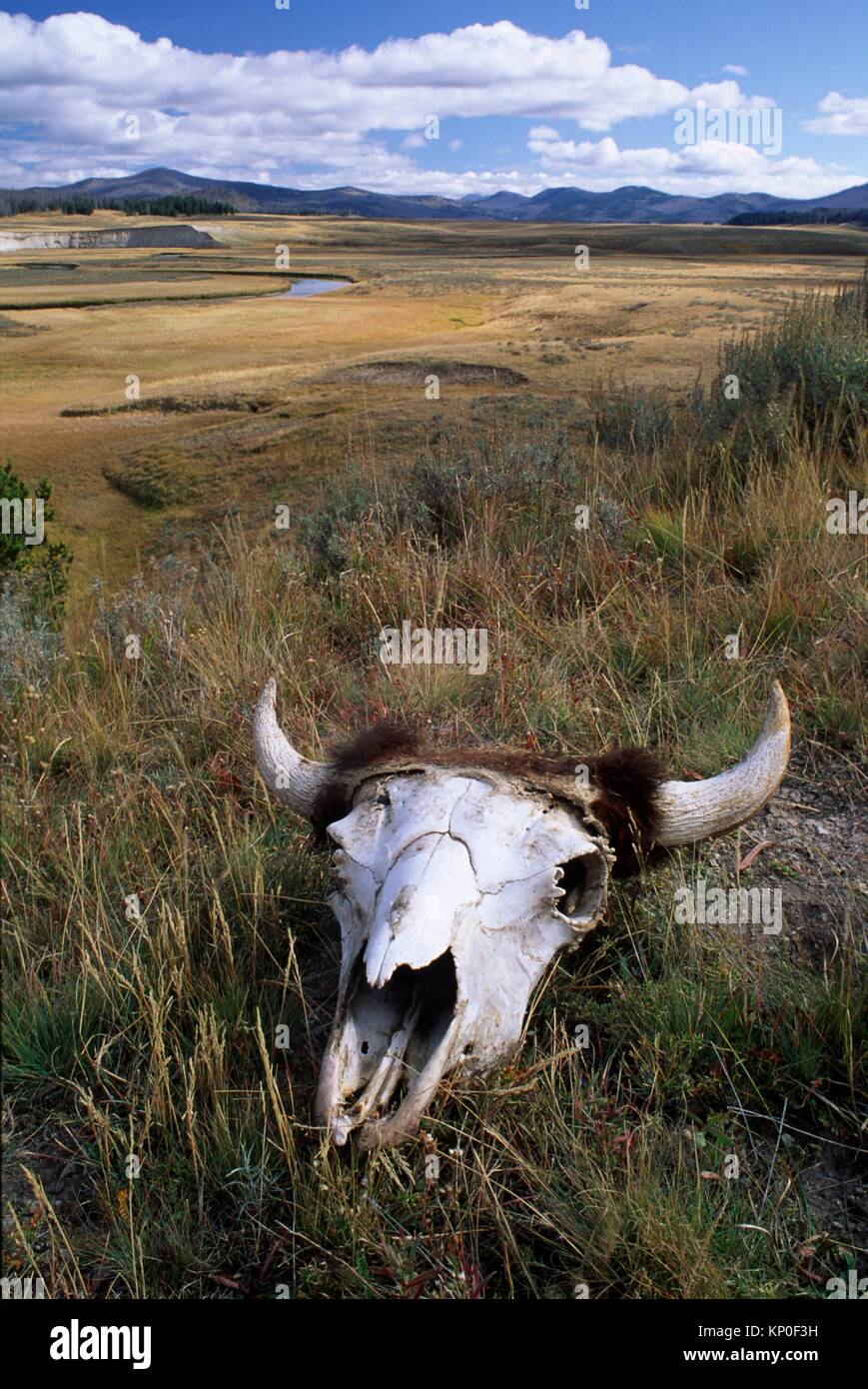 Bison Skull High Resolution Stock Photography and Images - Alamy