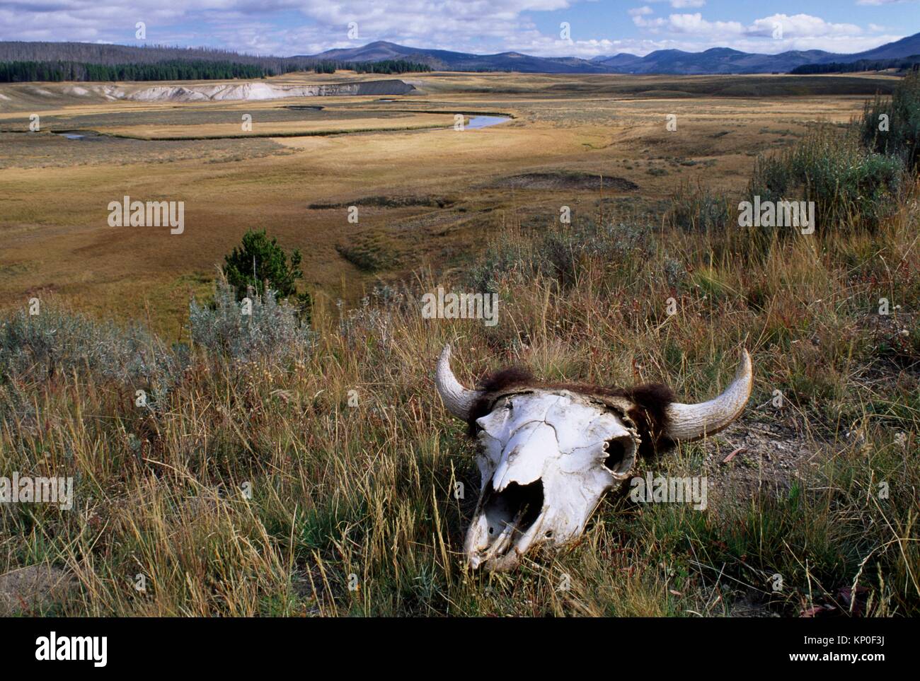 Bison Skull High Resolution Stock Photography and Images - Alamy