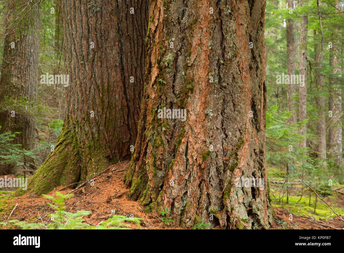 Old douglas fir hi-res stock photography and images - Alamy
