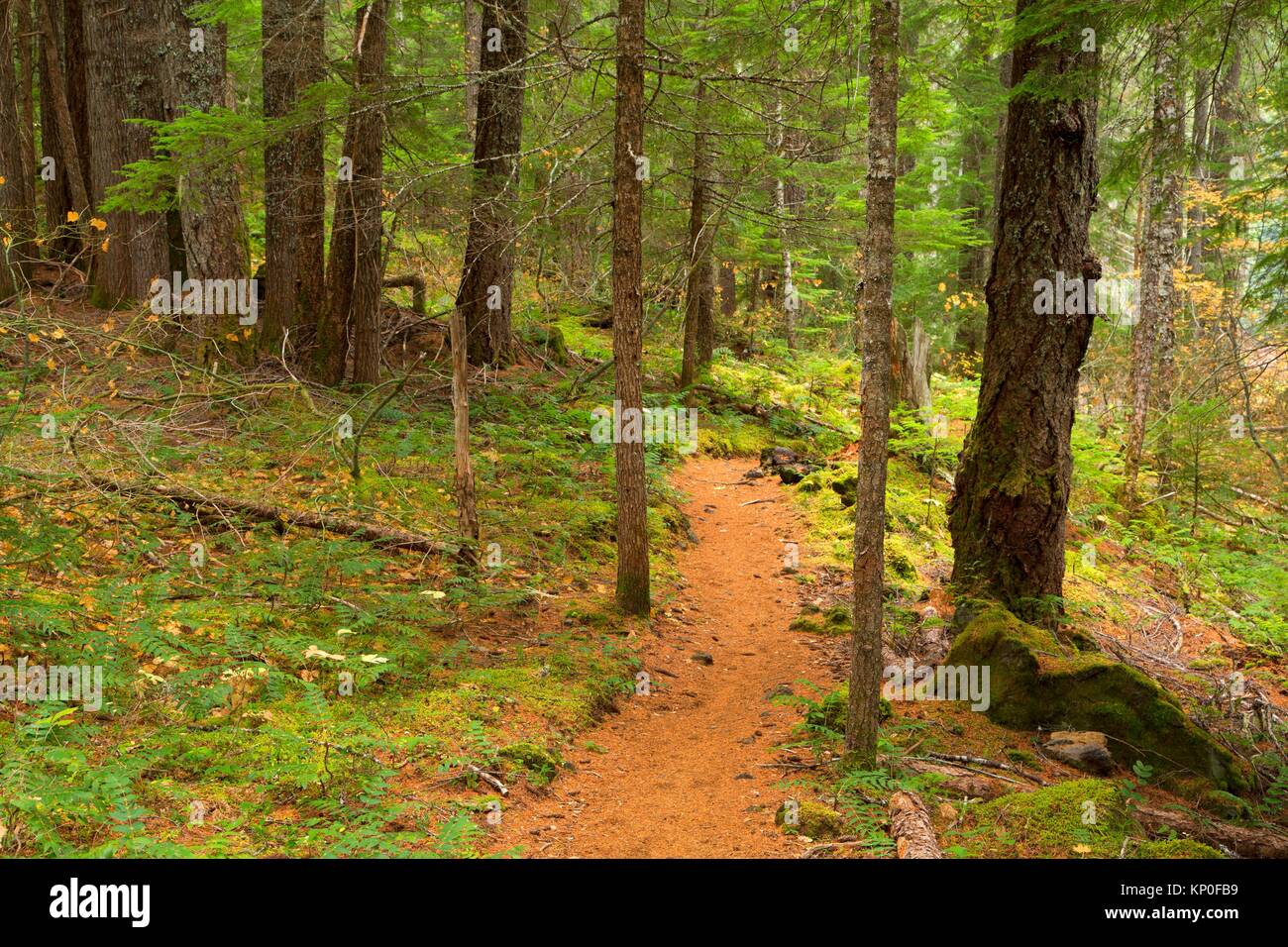 Hiking mckenzie river hi-res stock photography and images - Alamy