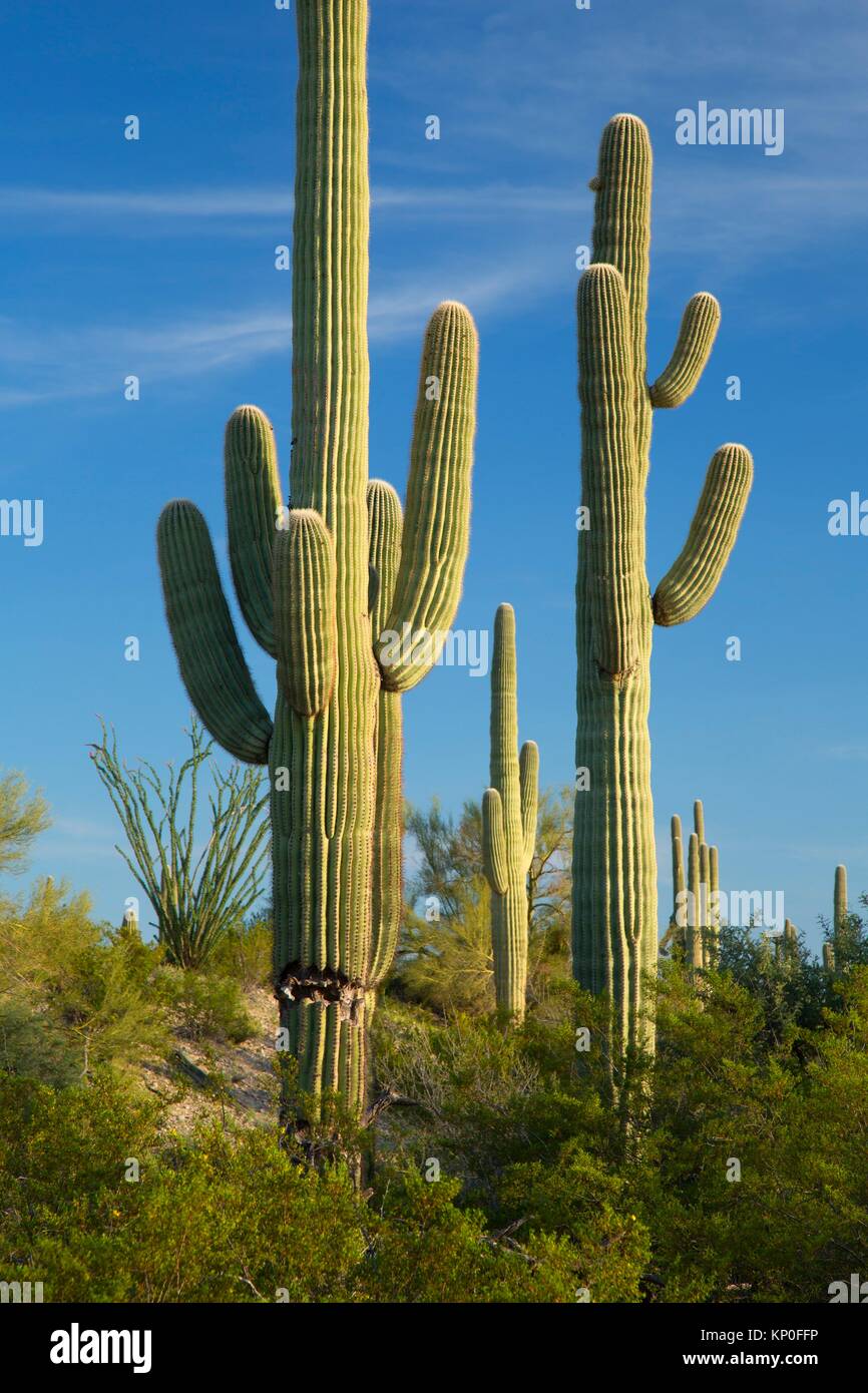 Cabeza prieta wildlife refuge hi-res stock photography and images - Alamy