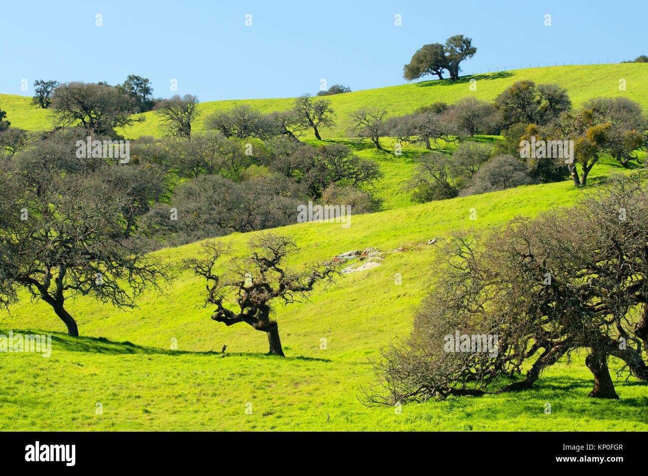 California grassland hi-res stock photography and images - Alamy