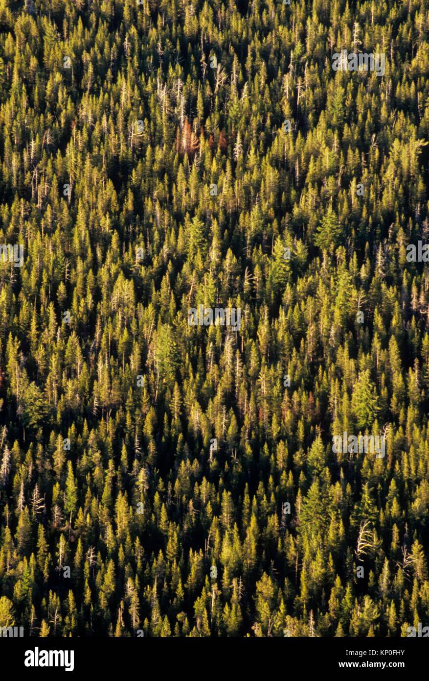 Evergreen forest usa hi-res stock photography and images - Alamy