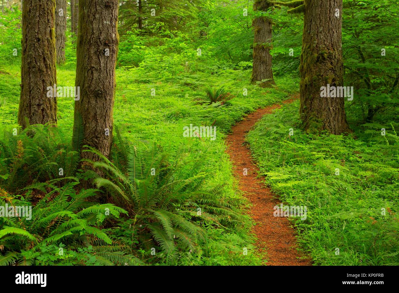Vine maple hi-res stock photography and images - Alamy
