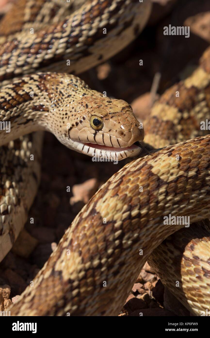 Arizona Gopher Snake High Resolution Stock Photography and Images - Alamy