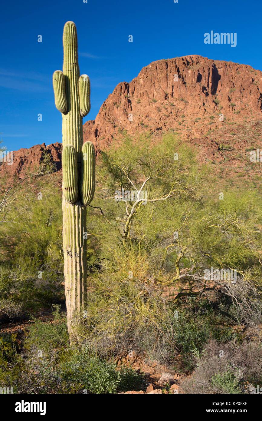 Kofa national wildlife refuge wildlife hi-res stock photography and ...