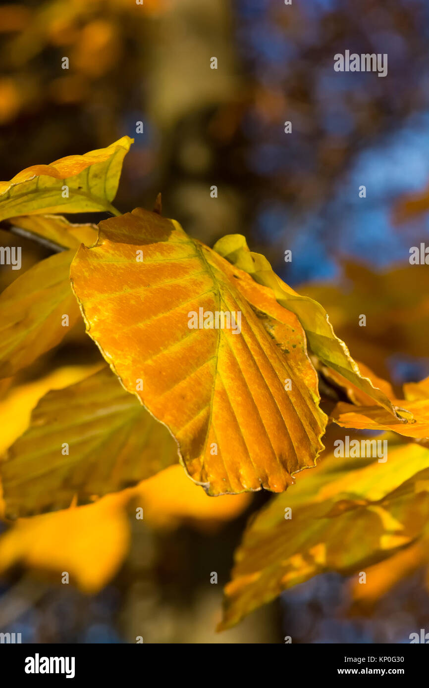 Color outdoor natural close up image of autumnal yellow brown leaves ...