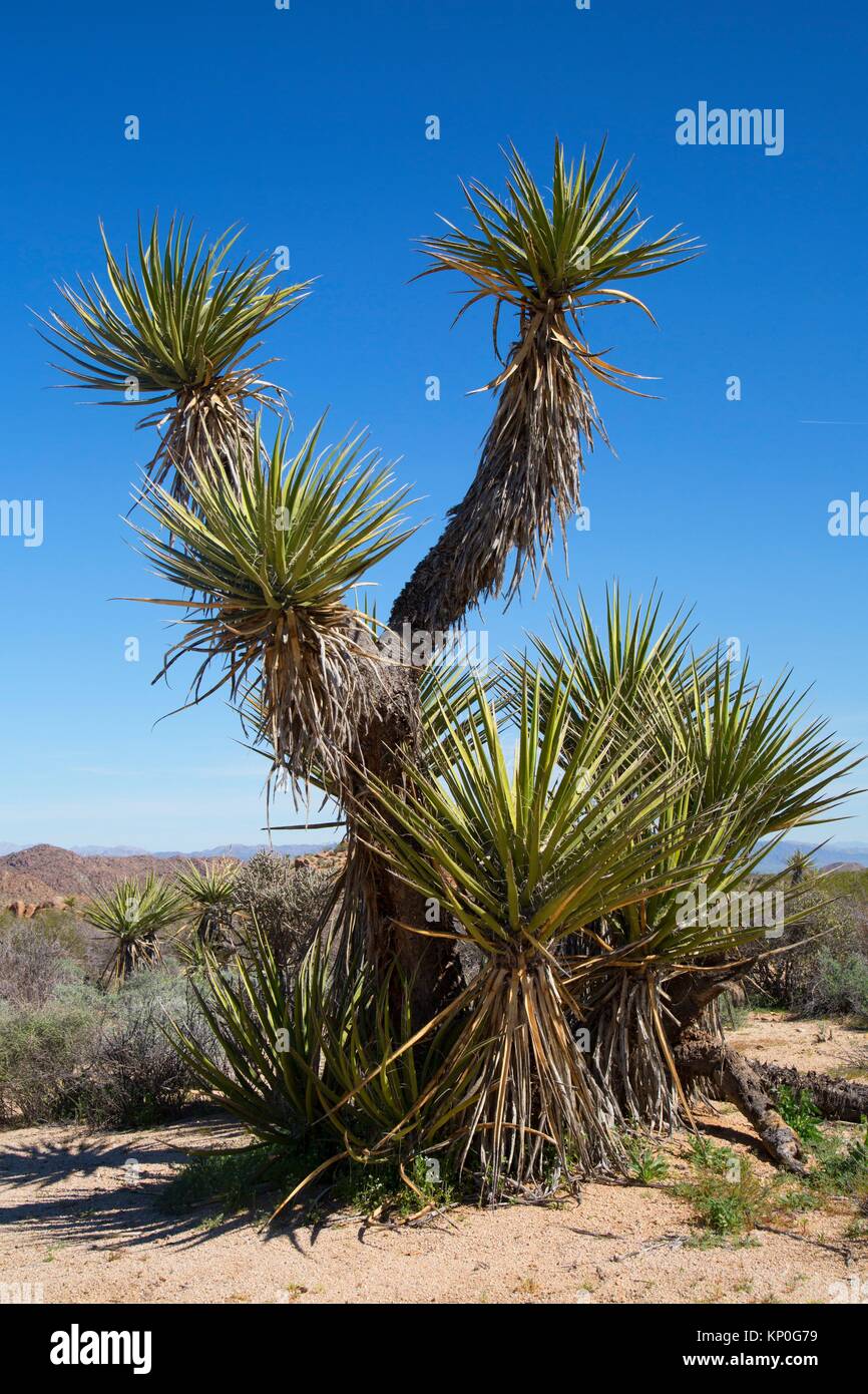 Yucca Palms High Resolution Stock Photography and Images - Alamy