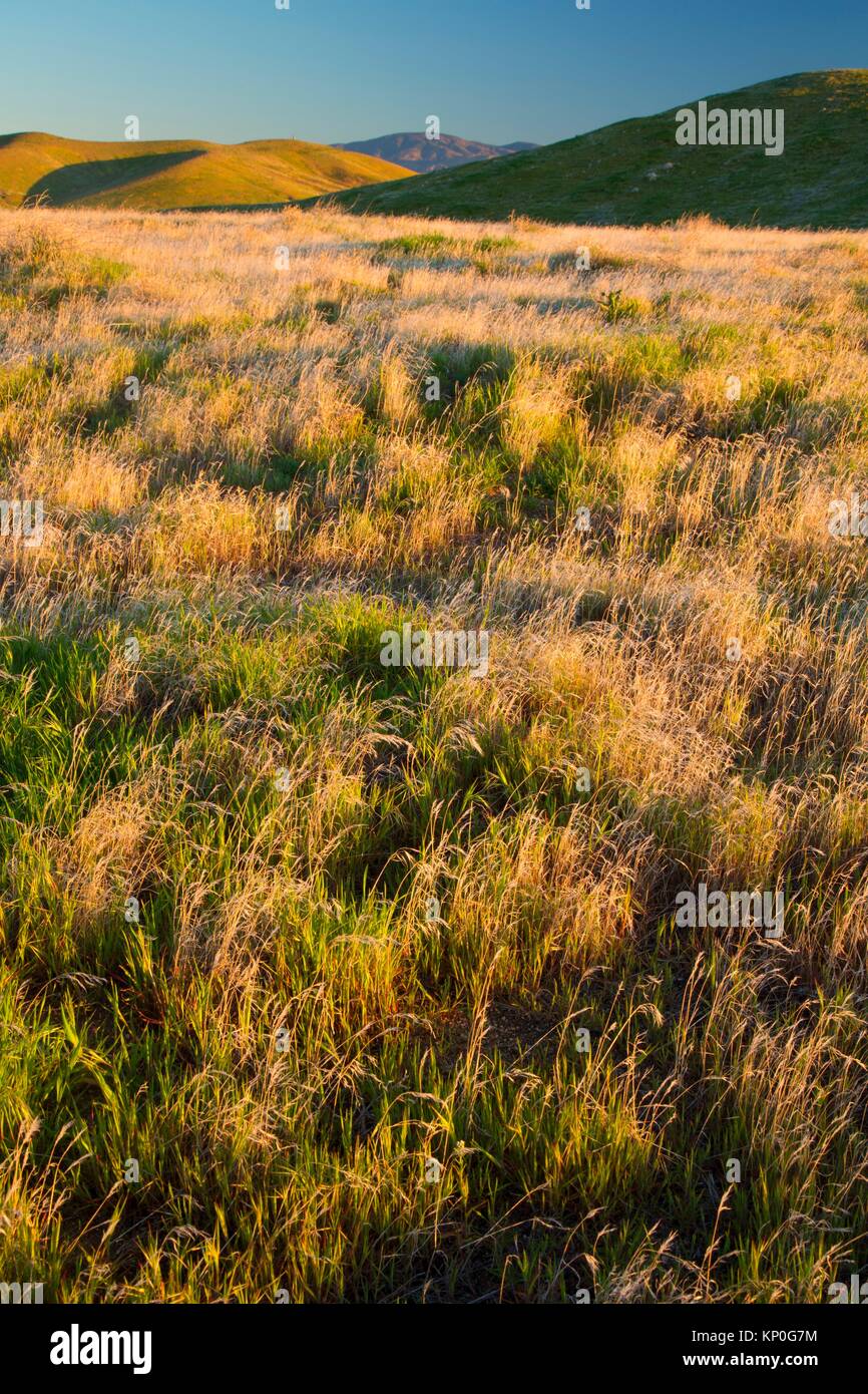 California grassland hi-res stock photography and images - Alamy