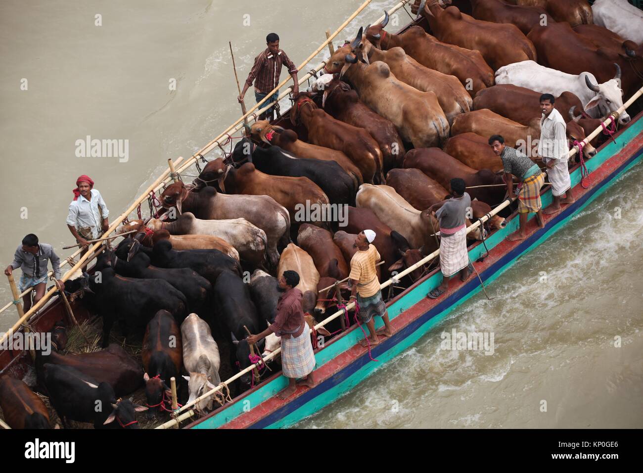 Livestock And Cattle Transport High Resolution Stock Photography and ...